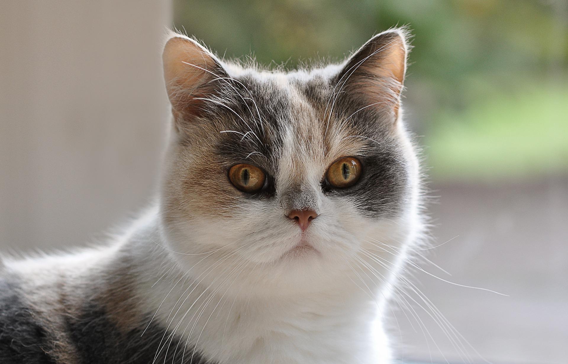 Alles für die Katz? - katze-ratgeber.de